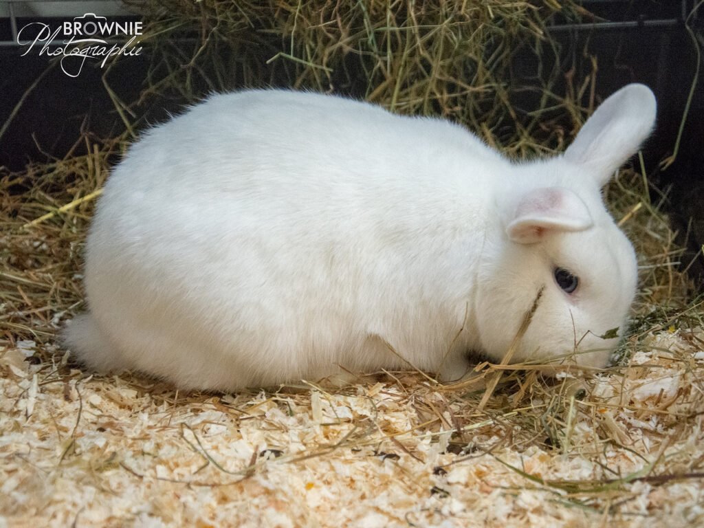 Garym - Tierportal für den Rems-Murr-Kreis